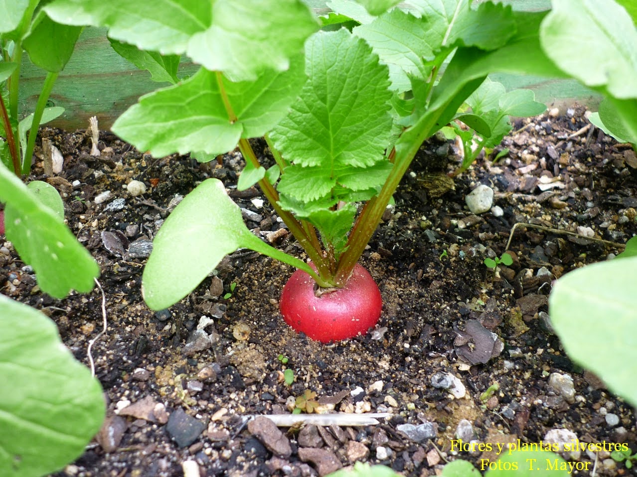Flores y plantas silvestres: " Raphanus sativus ". Rábano, Rabanillo ...