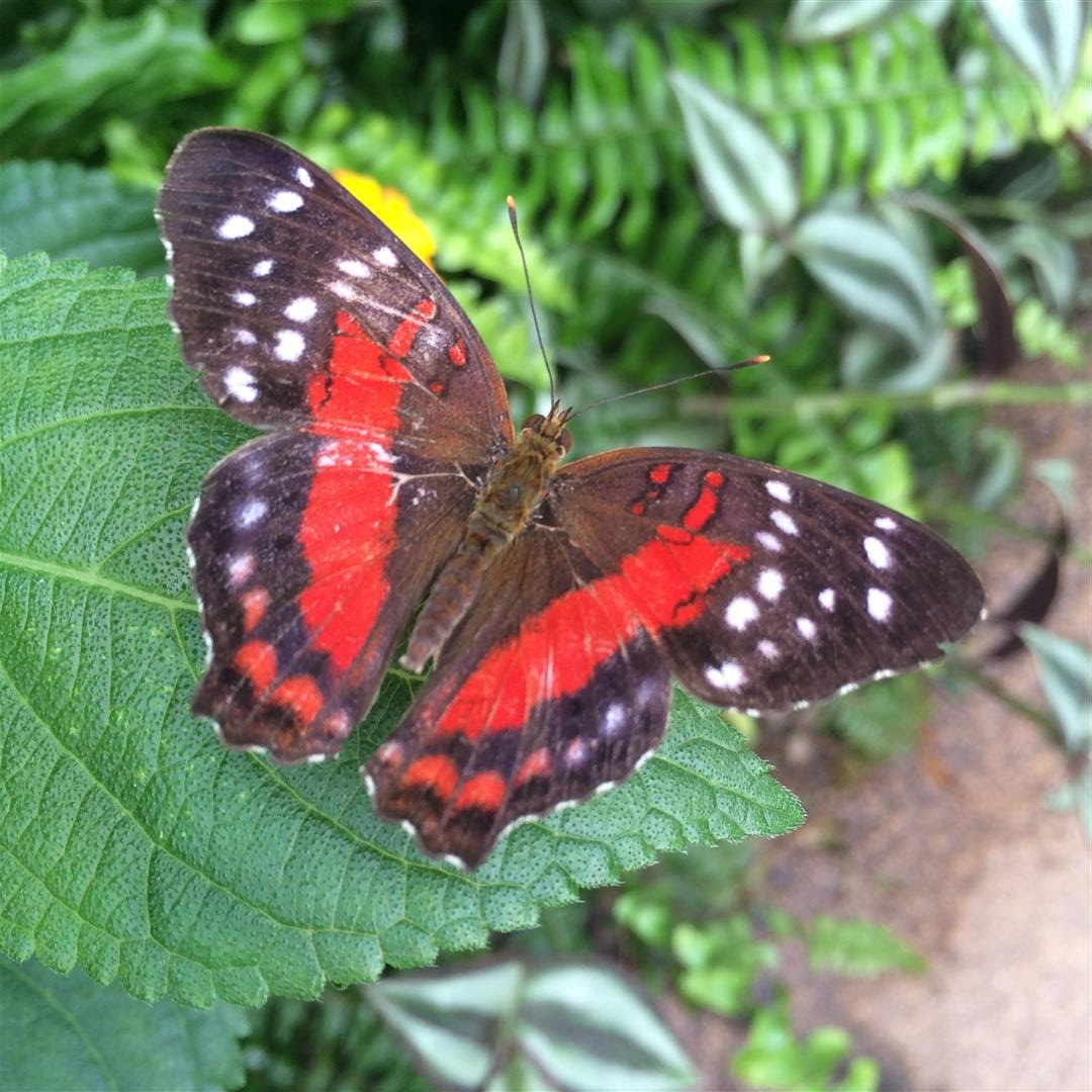 emuse: Butterflies at the botanic garden