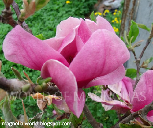WORLD OF MAGNOLIAS: Magnolia "Ian's Red"