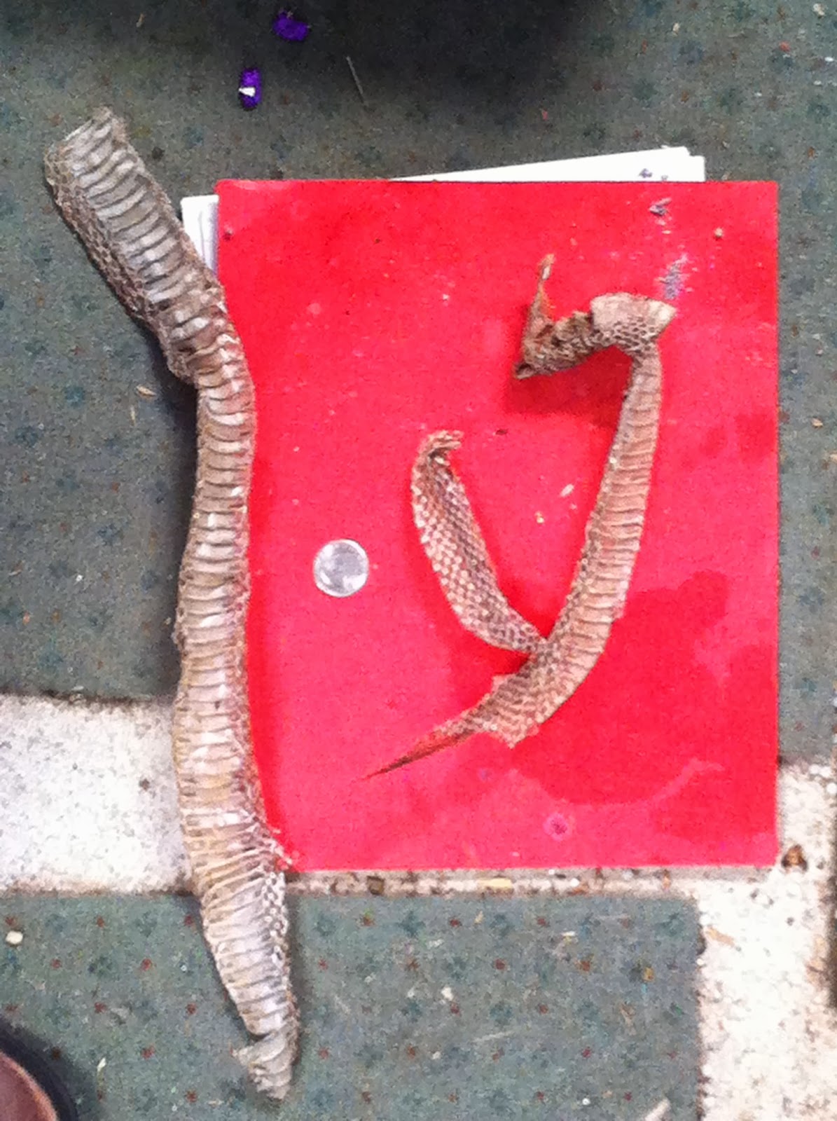 Are There Poisonous Snakes In Cornwall England