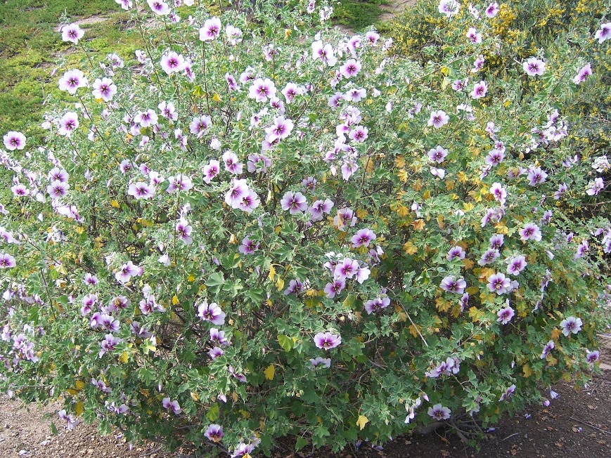 The 2 Minute Gardener: Photo - Tree Mallow (Lavatera maritima)