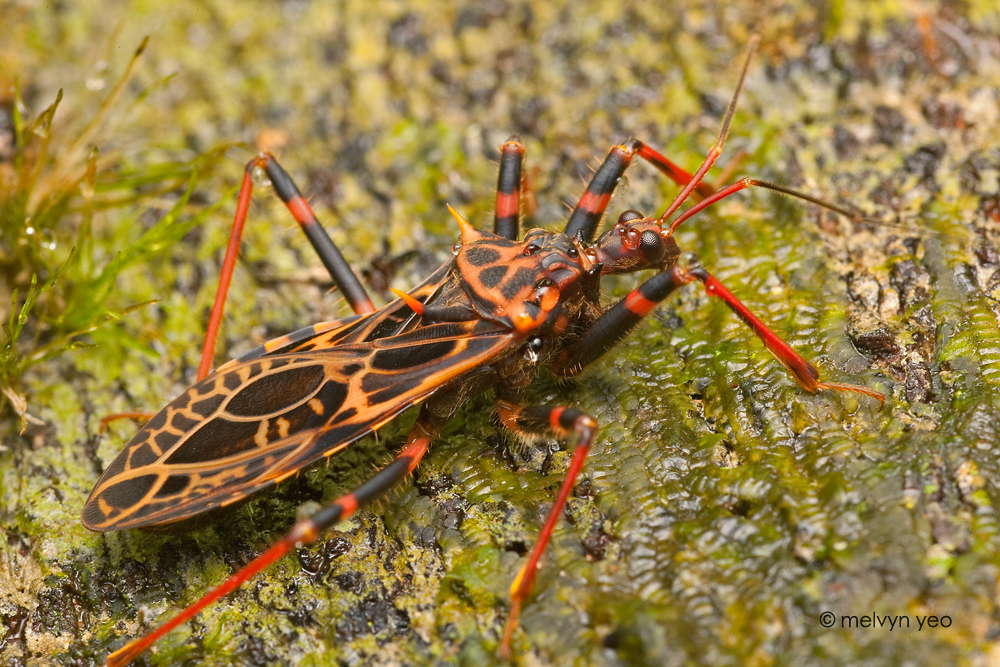 Melvyn's Photography: Reduviidae, Assassin Bug