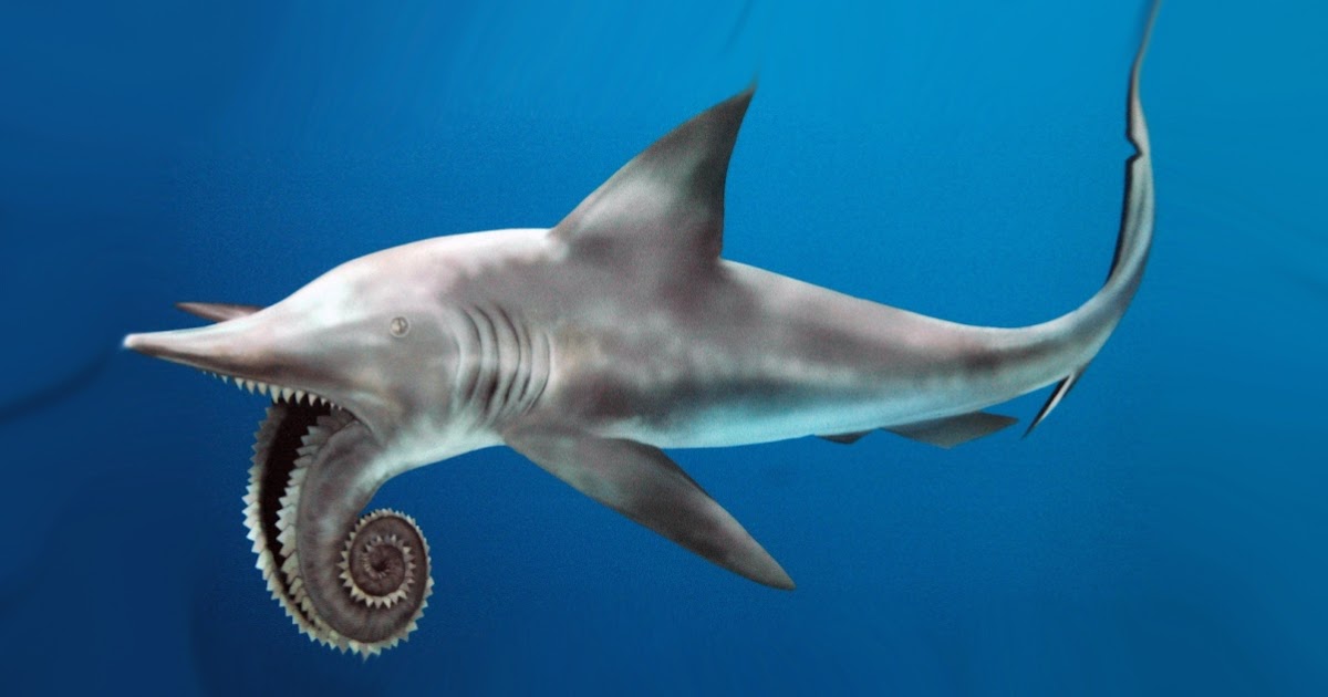 The Helicoprion Was A Shark With A Buzzsaw In Its Mouth