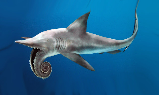 The Helicoprion Was A Shark With A Buzzsaw In Its Mouth