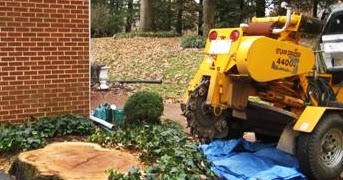 Lipscomb Tree Care Service: Do-it -Yourself Stump Stump Removal