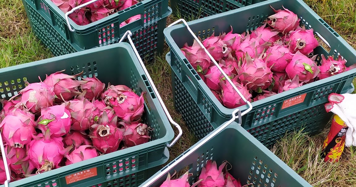 Harvesting Dragon Fruits
