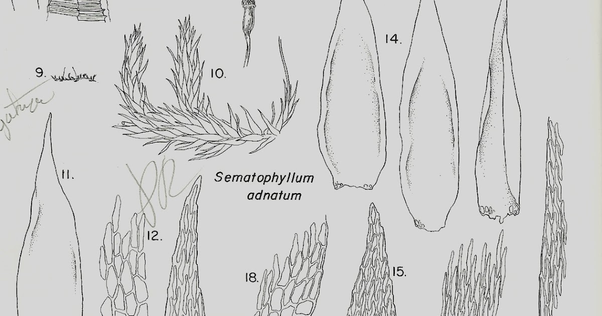 Flora de Puerto Rico Ilustrada Papo Vives: MUSGOS HYPNALES ...