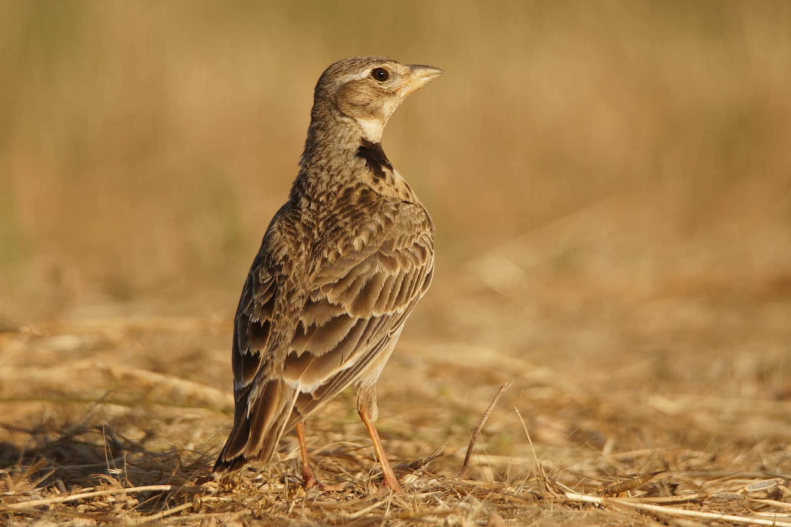Pasión por las aves: Calandria común,(Melanocorypha calandra)