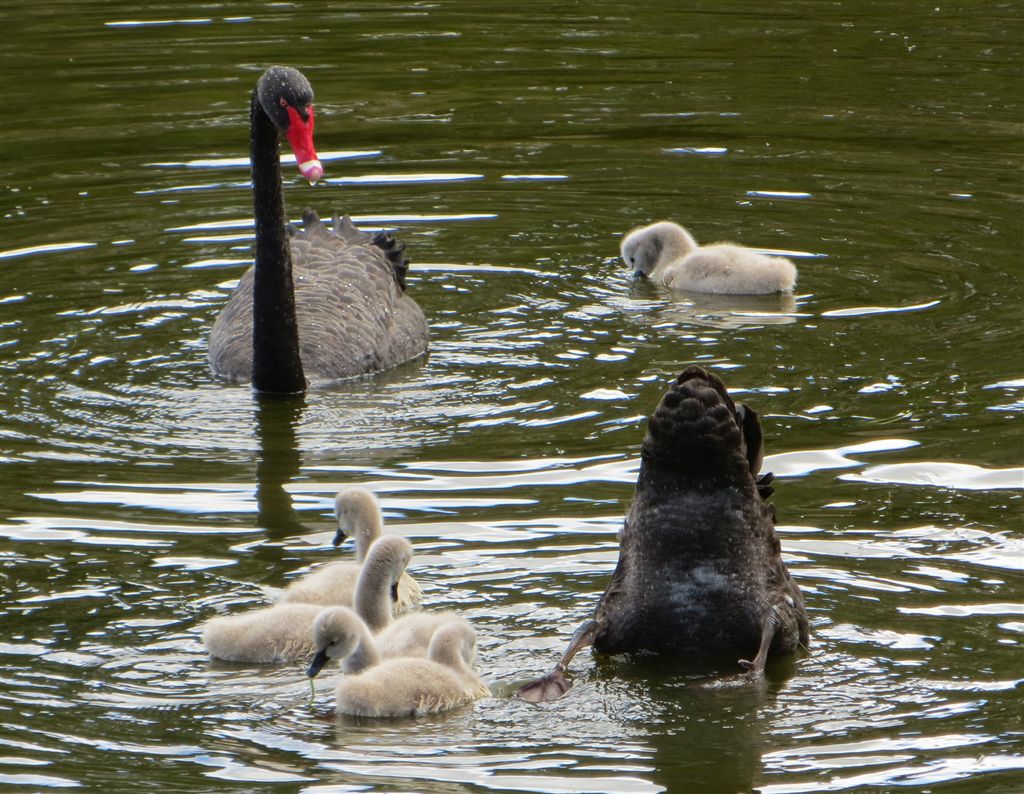 Majura birds: Late August swanlings