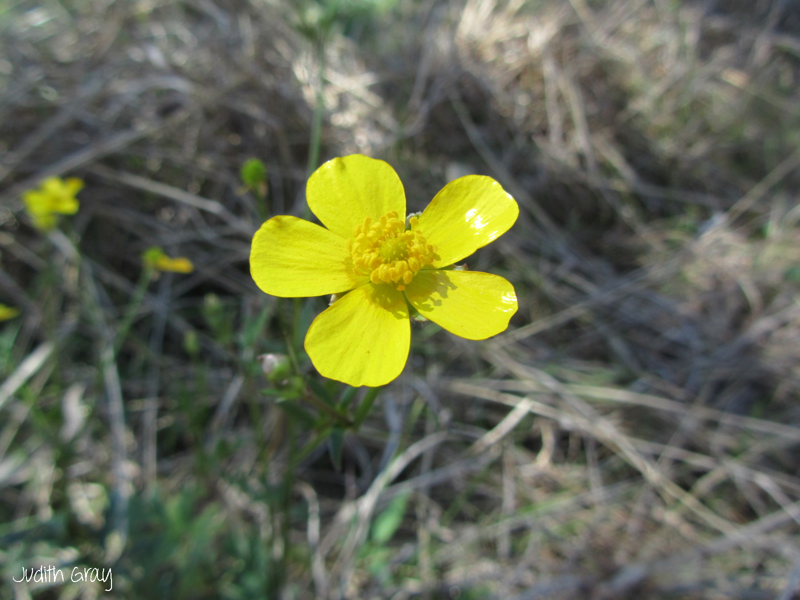 Australian Buttercup - Ranunculus lappaceus Oct 2012