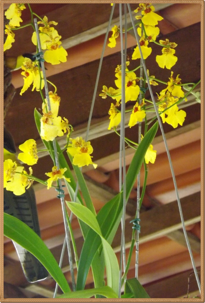 CHUVA-DE-OURO(Oncidium sp)