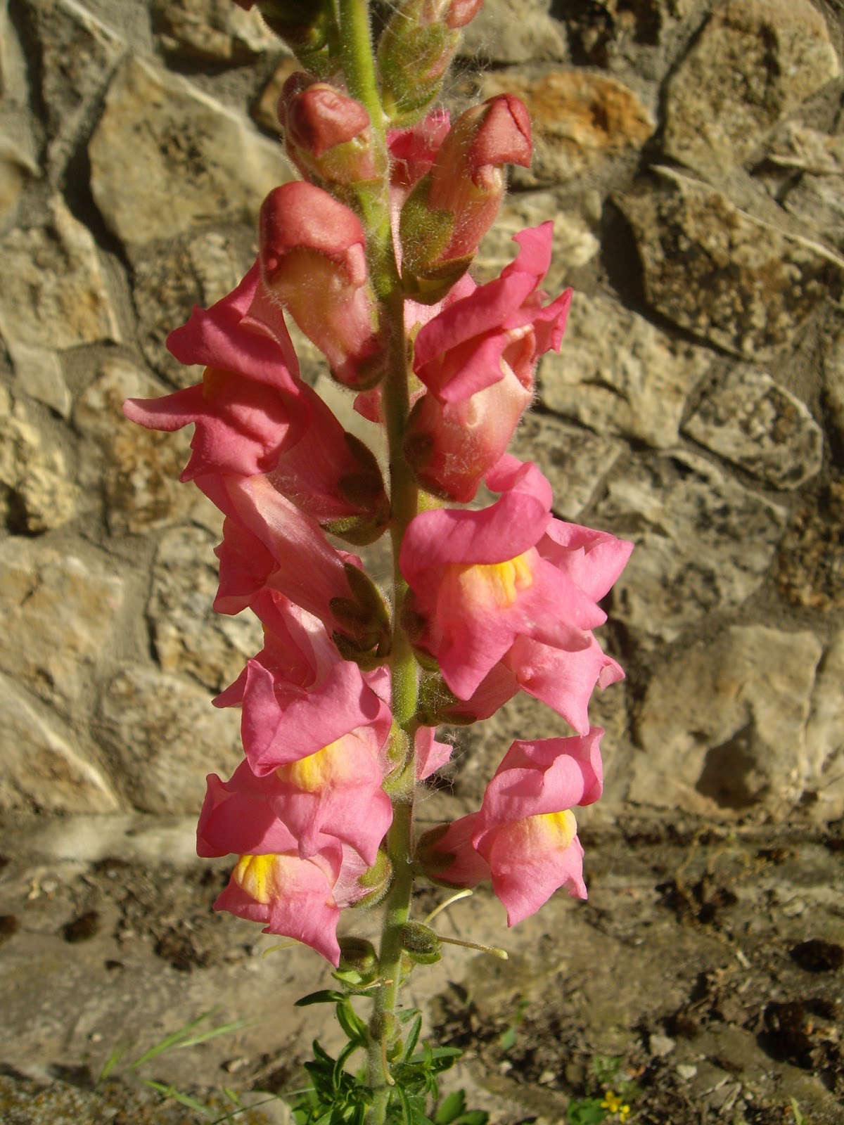 La Mar de VeRde: ANTIRRHINUM MAJUS O BOCA DE DRAGON