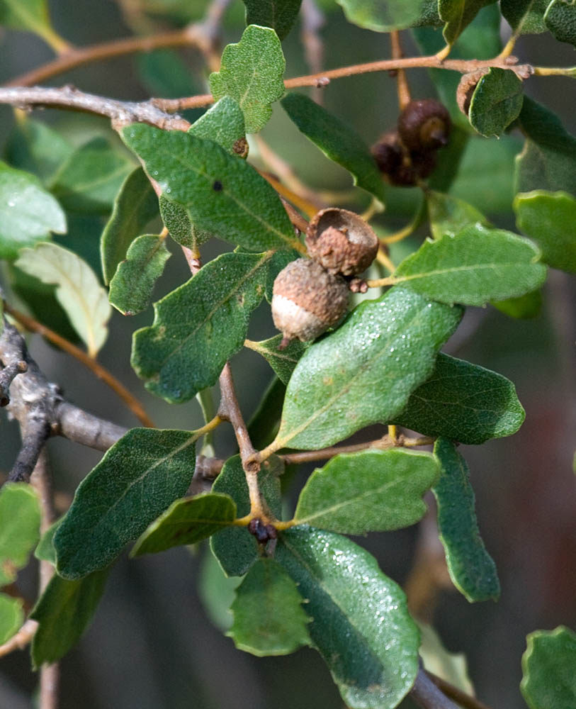 Chaparral Trail at Dixon Lake in early February - Greg in San Diego