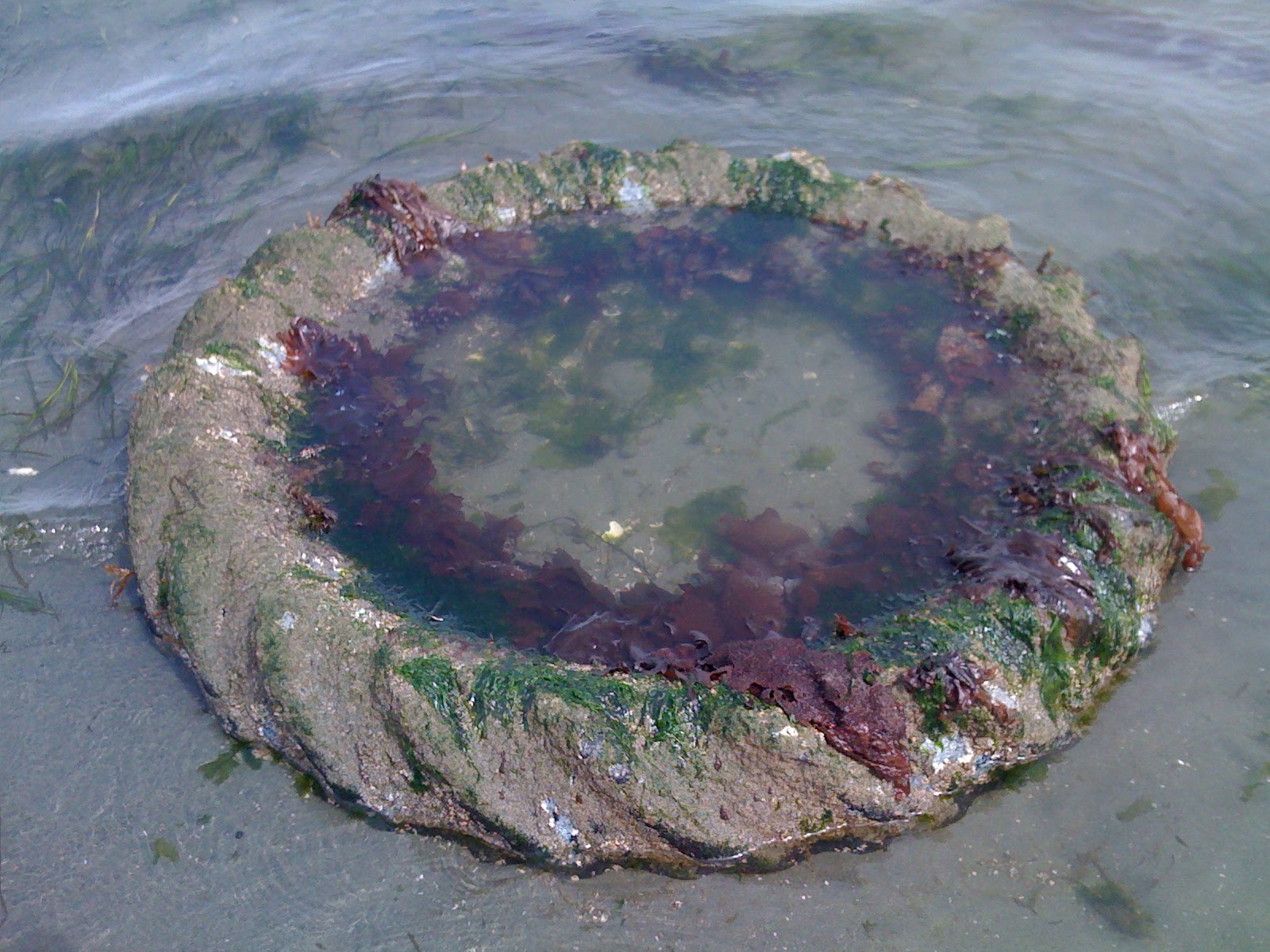 Out of the Attic: day 17 (low tide at Carkeek Park)