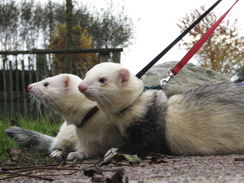 What is That? It's a Ferret | Our Pets, We Love 'Em