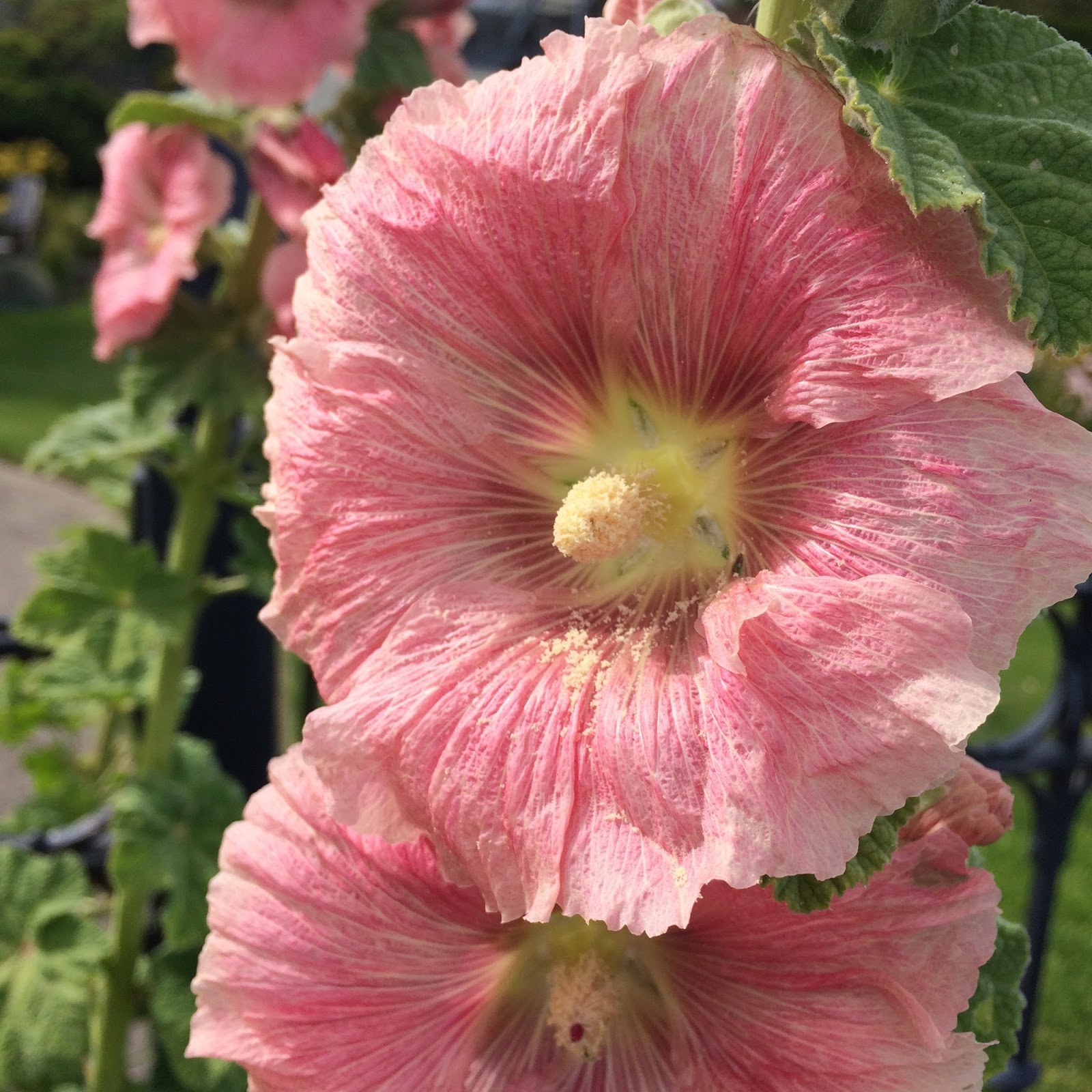 hostess of the humble bungalow: Roses, flowers, books and an OOTD