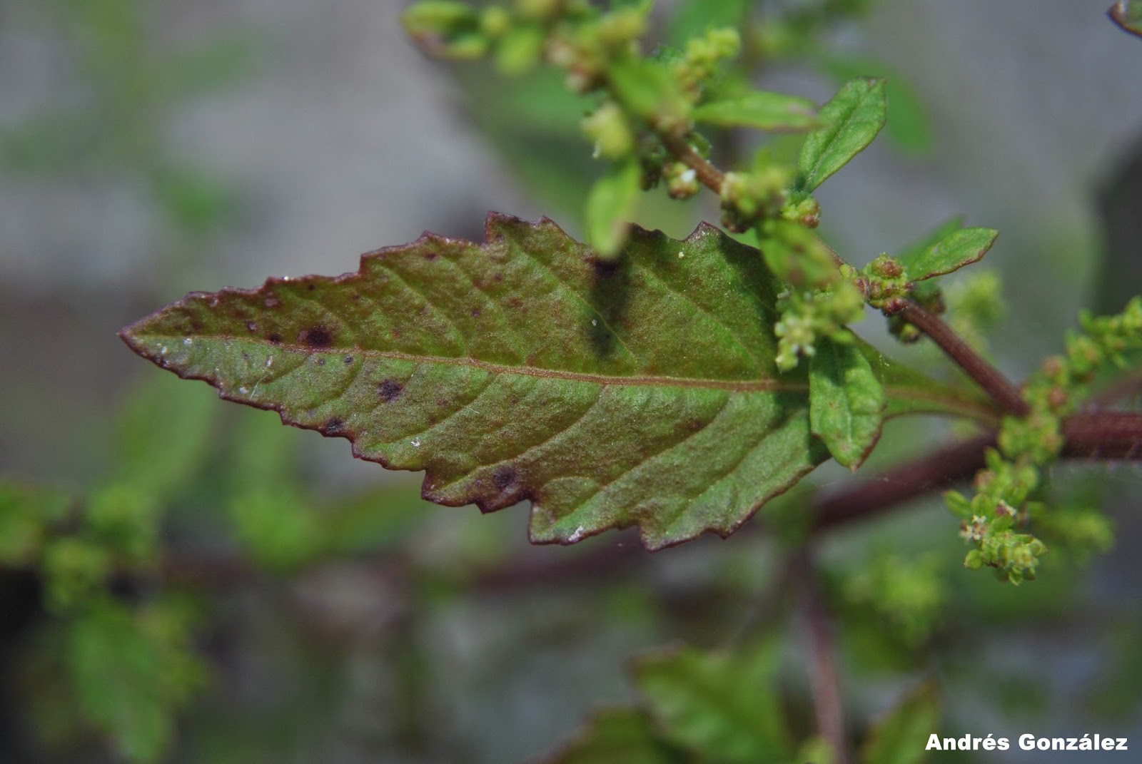 FOTOS DE FLORA NATIVA Y ADVENTICIAS DE URUGUAY : Dysphania ambrosioides ...