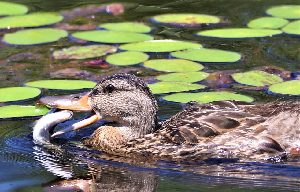 BARRY the BIRDER: Do ducks eat fish???