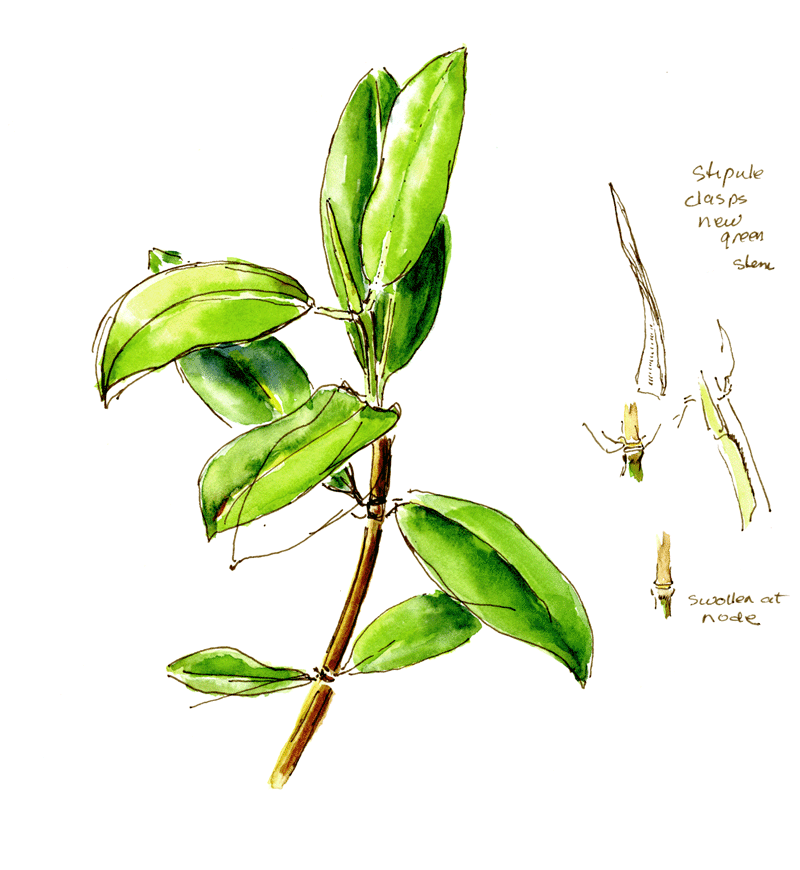 Florida Backyard Sketchbook: Mangroves, Part II - Red Mangroves