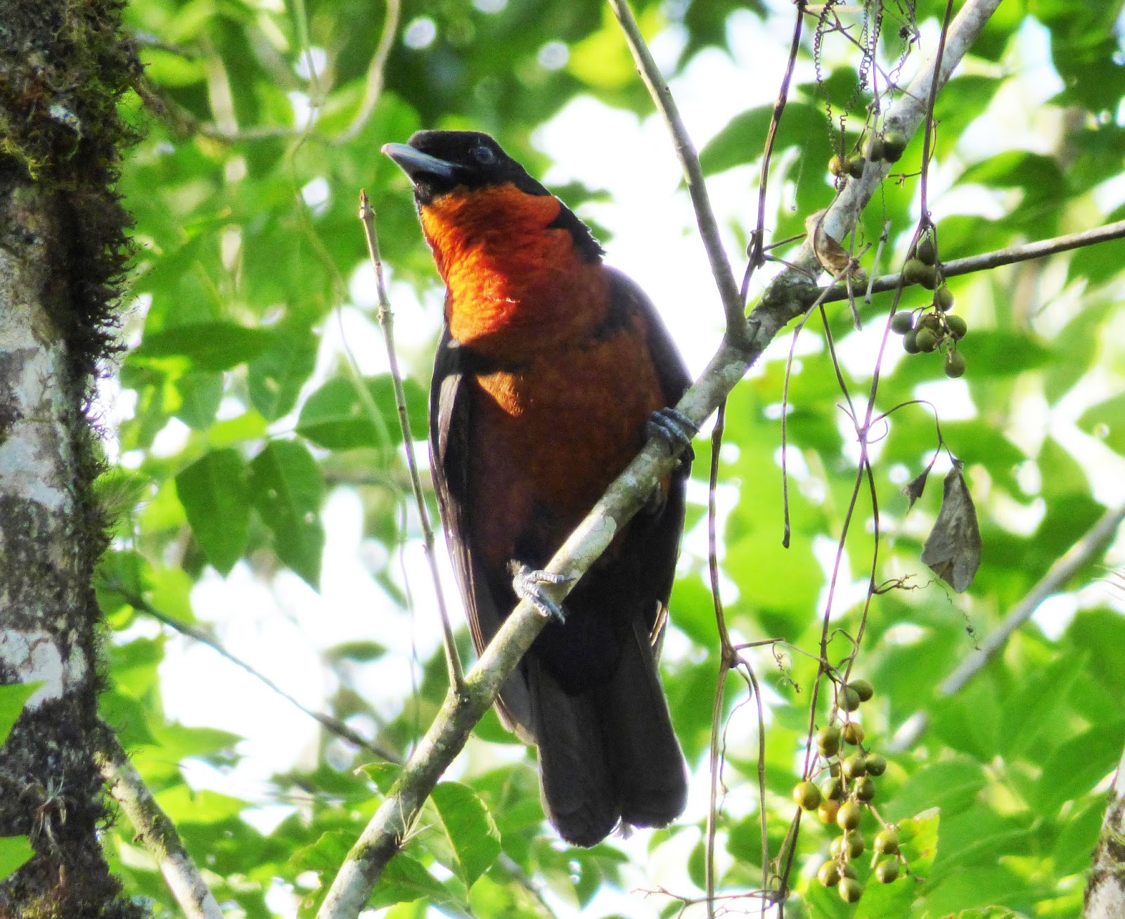 Birds on the brain: Welcome to Colombia, Birdiest Country on Earth