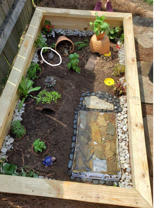 How to Build a Turtle Habitat! - Learned Lessons Teaching Materials