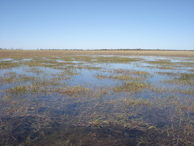Onde as Plantas Crescem - Organossolos