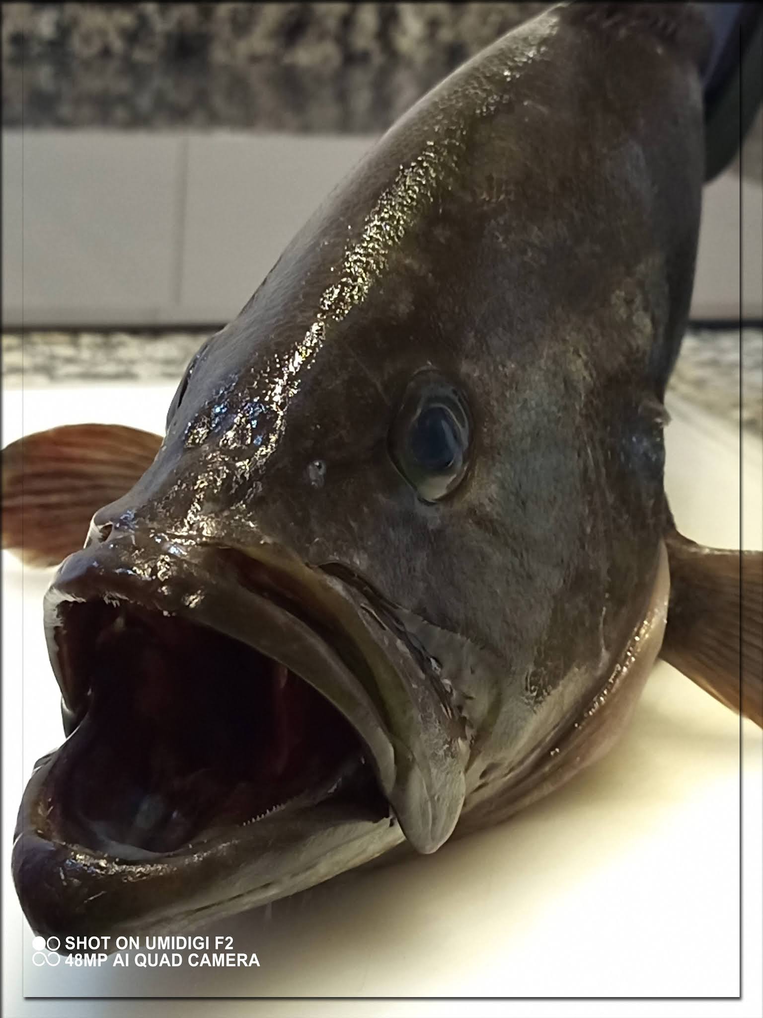 El Abadejo - el Pescado del Acantilado