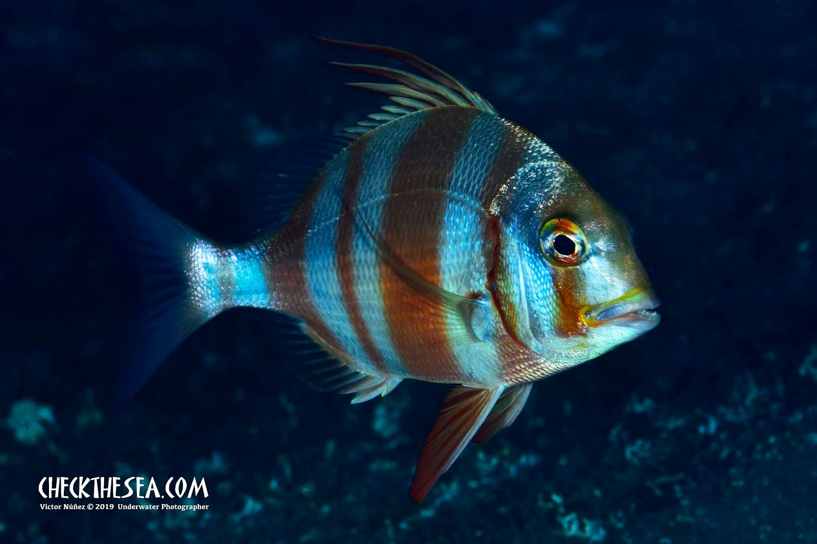 Check the Sea. Web de buceo y fotografía submarina de las Islas ...