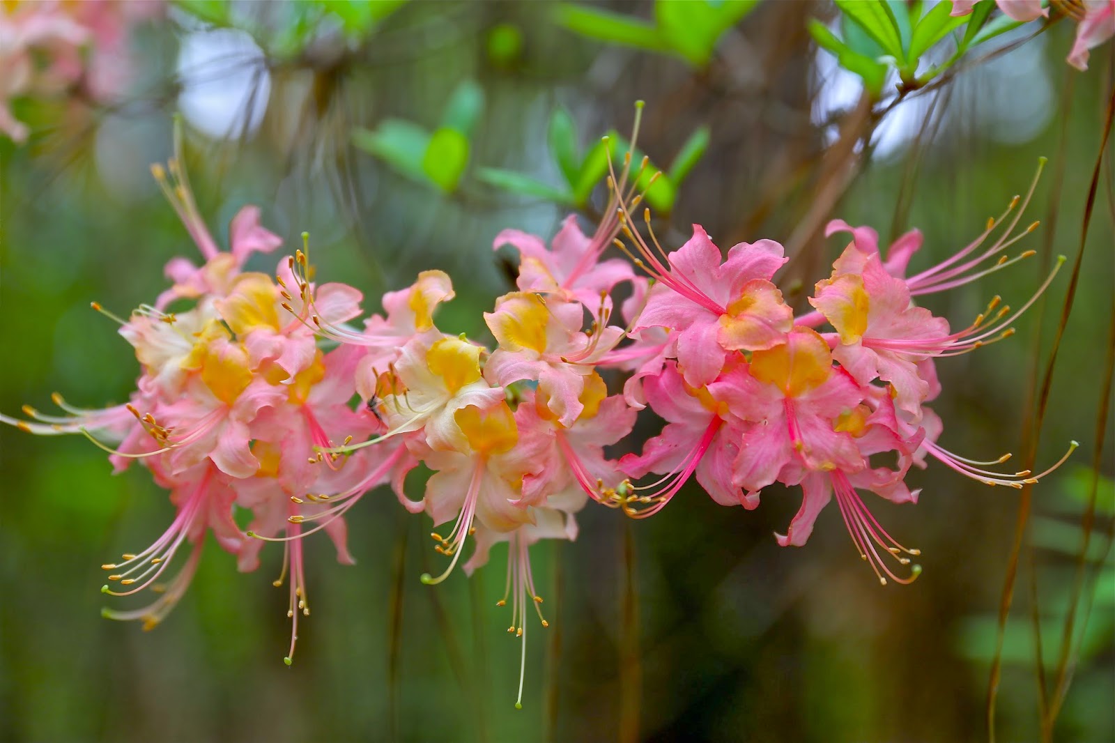 Sweet Southern Days: The Azaleas Are Blooming