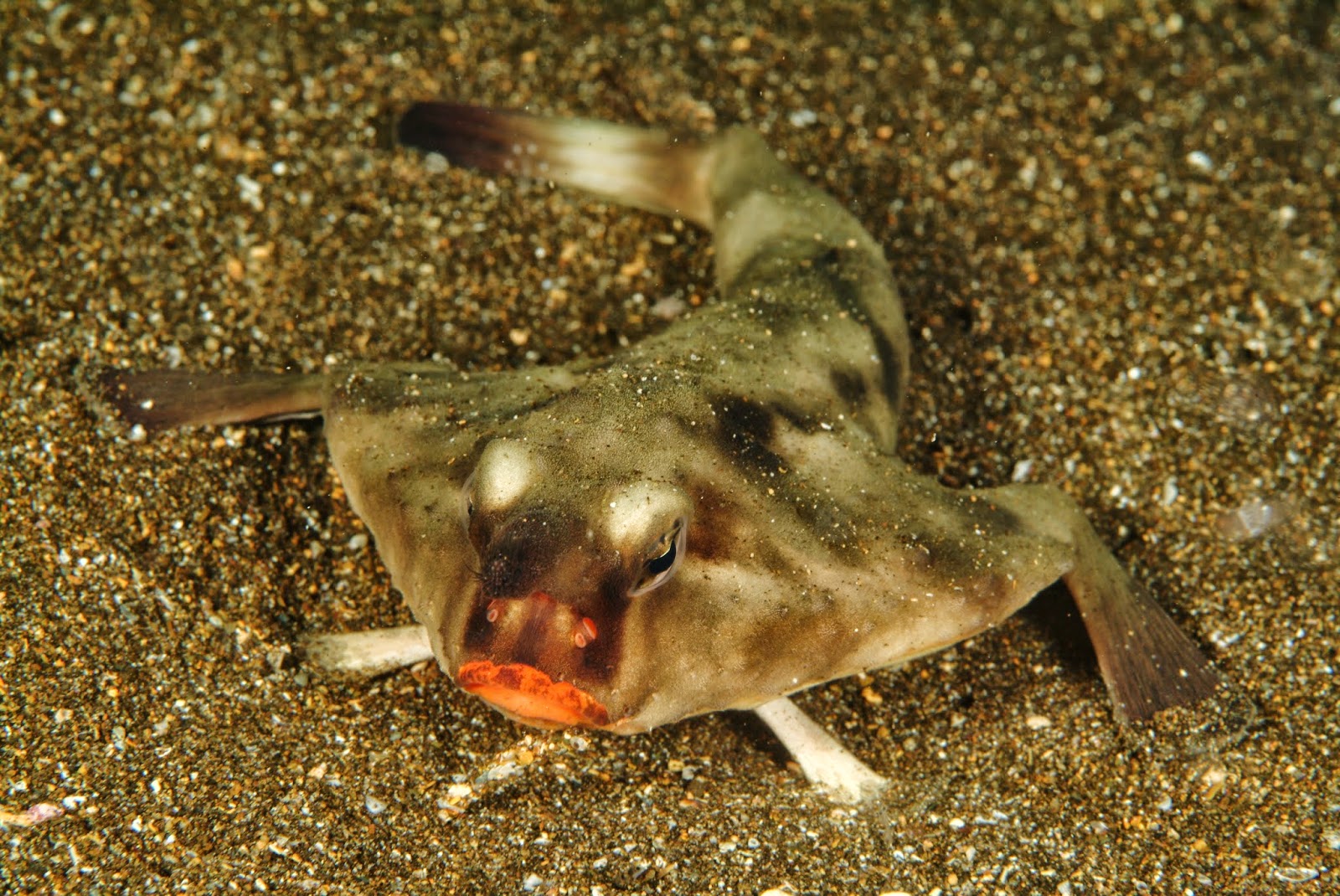 RED LIPPED BATFISH photos - wallpapers (ανανεωμένο) | the fun bank