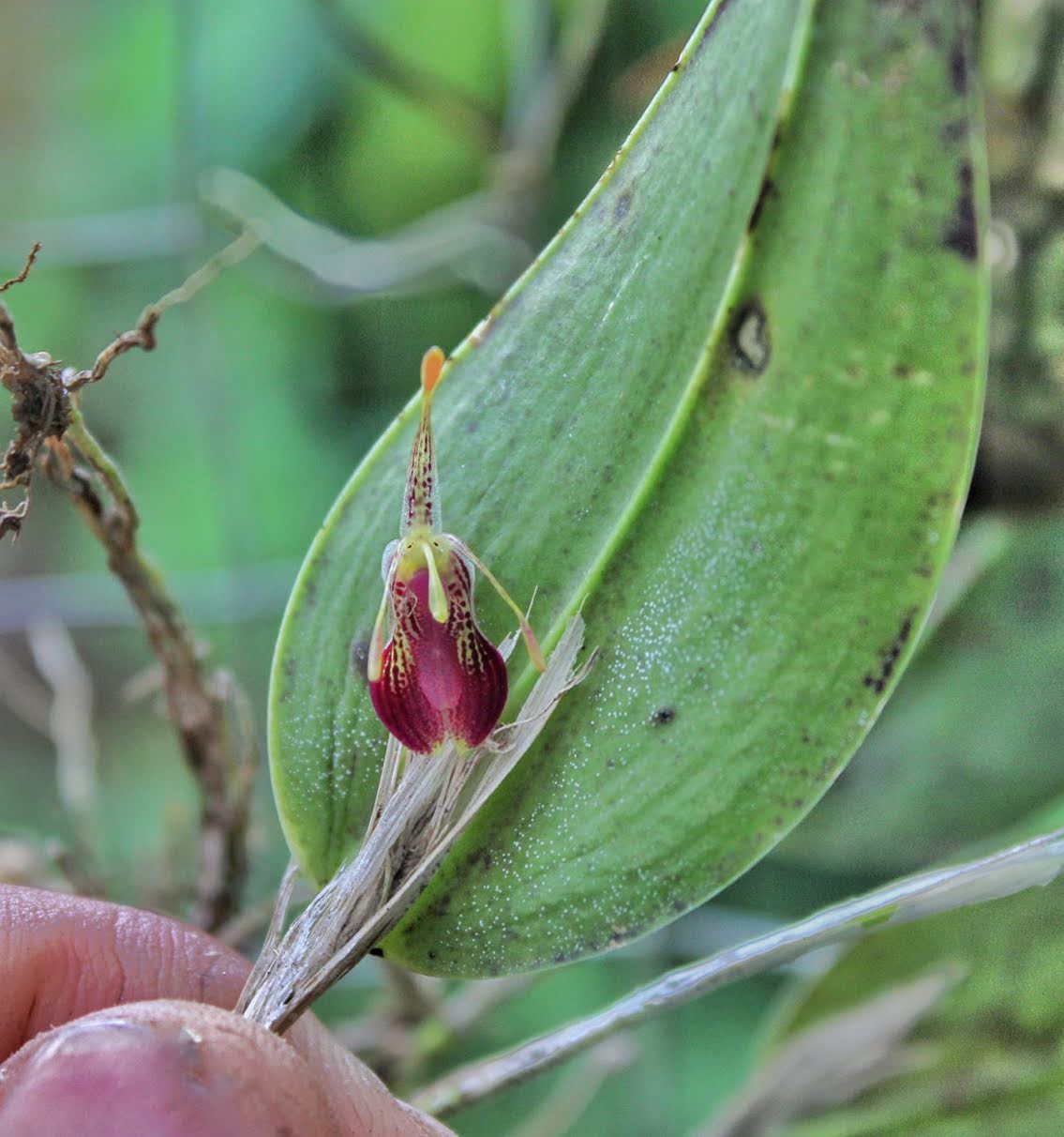 Restrepia muscifera (Lindl.) Rchb.f. ex Lindl.