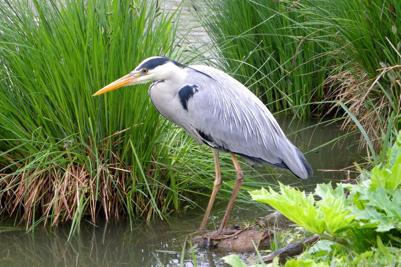 Groen Paradijs: Blauwe reiger (Ardea cinerea)