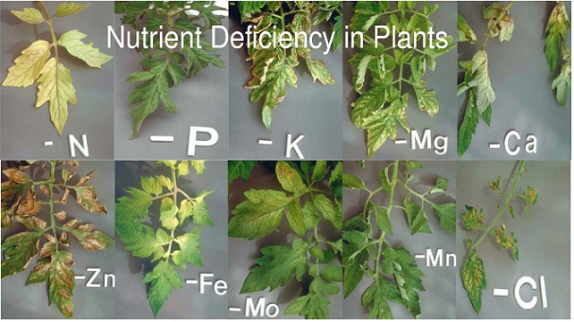 Macro and Micro Nutrients (Functions and Deficiency Symptoms with Figures)