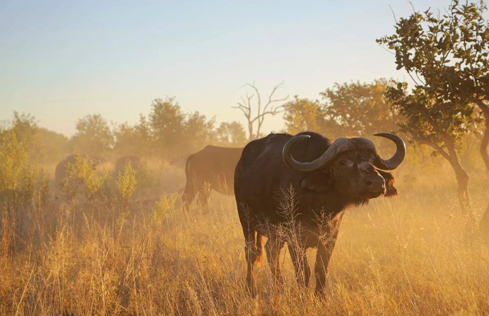 Life On The Tallgrass Prairie: Buffalo? Bison? What's The Difference?
