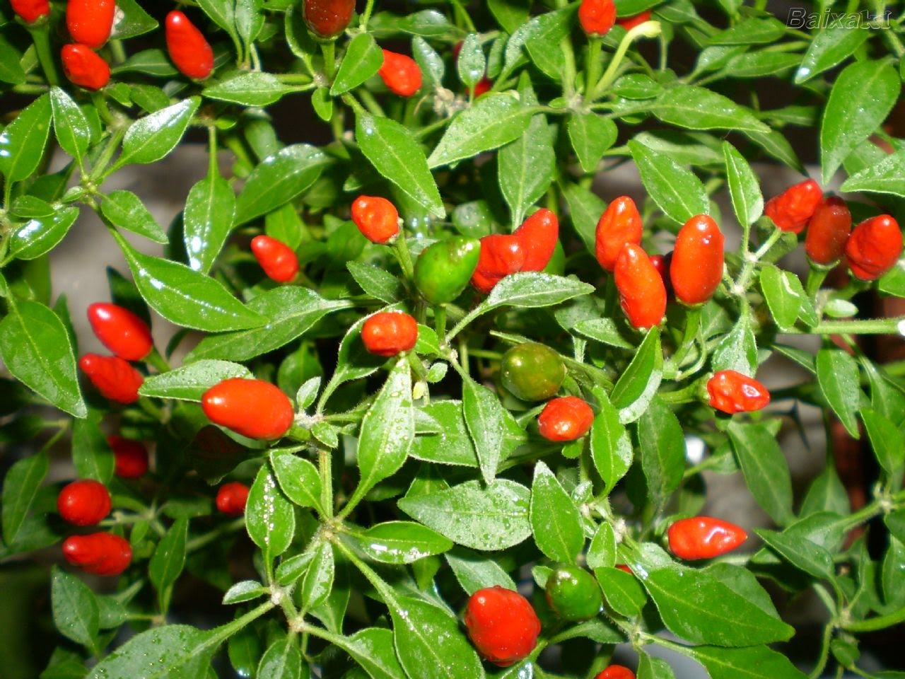 PIMENTINHA BRASILEIRA: PIMENTAS