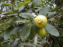 Penggunaan Jambu Biji (Psidium guajava L.) di Berbagai Daerah untuk ...