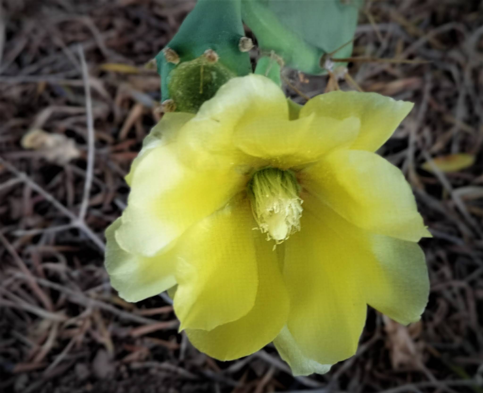 La acequia: El apasionante secreto de la chumbera que explica la ...