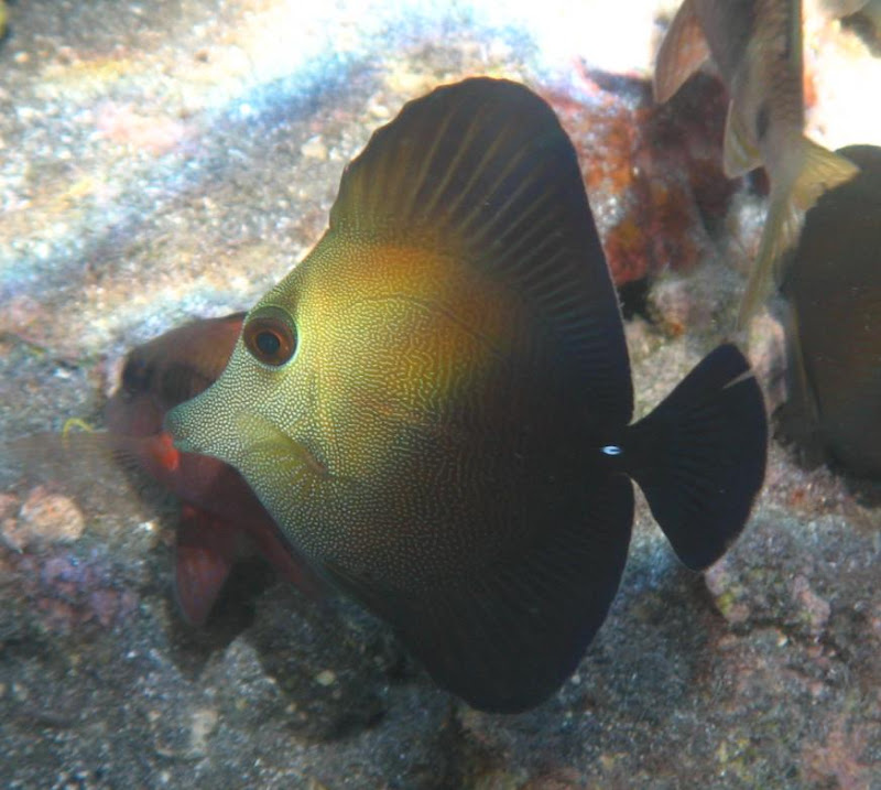 Lagons de la Réunion et ses poissons tropicaux: 2012 30 juin Lagon ...