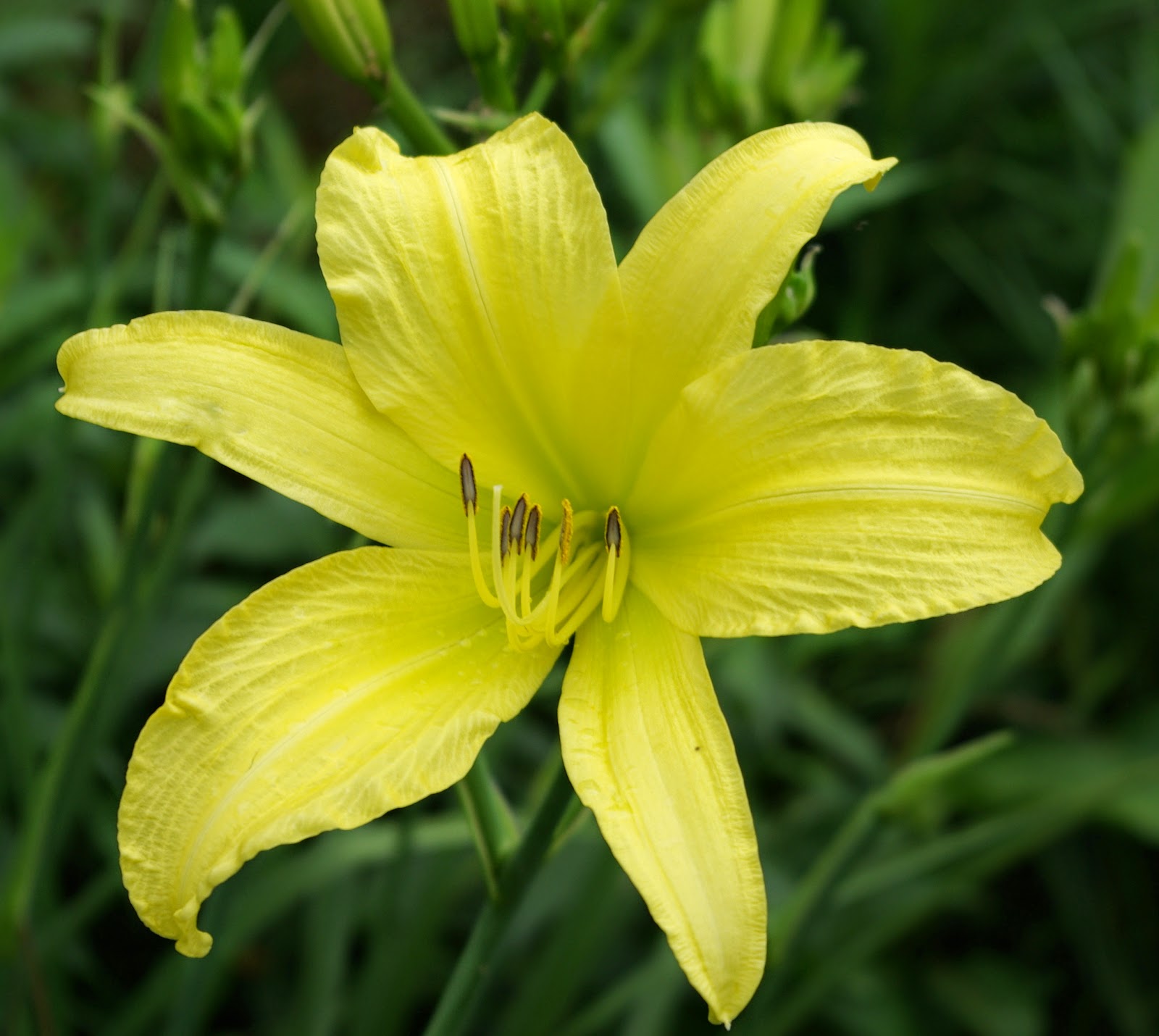 sweetbay: More Daylilies