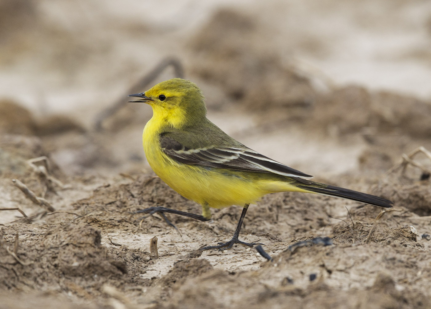 pewit: Yellow Wagtails