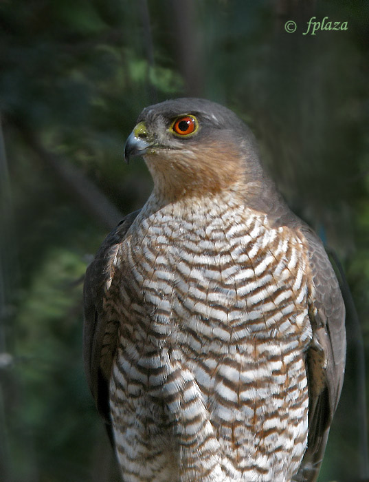 Fotos Fplaza: Fotos del pasado (El gavilán)