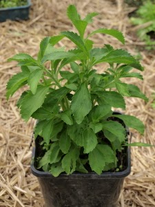 Raw Edible Plants: Stevia (Stevia rebaudiana)