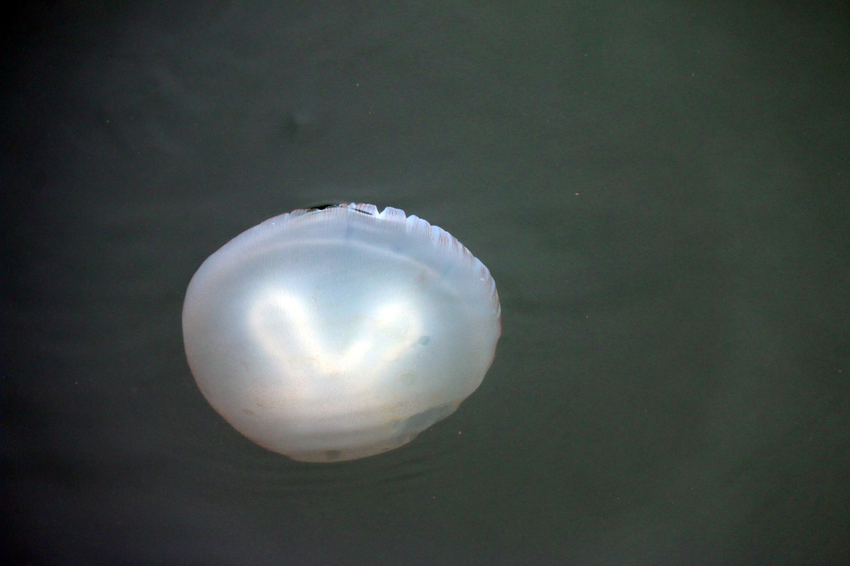 Peniche terra de mar e sol: ALFORRECAS NO PORTINHO DO MEIO