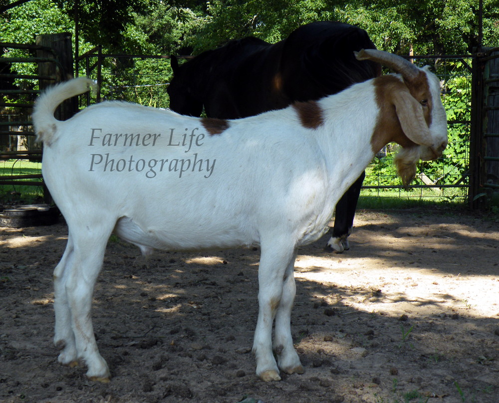 Living A Farmer's Life: The Boers
