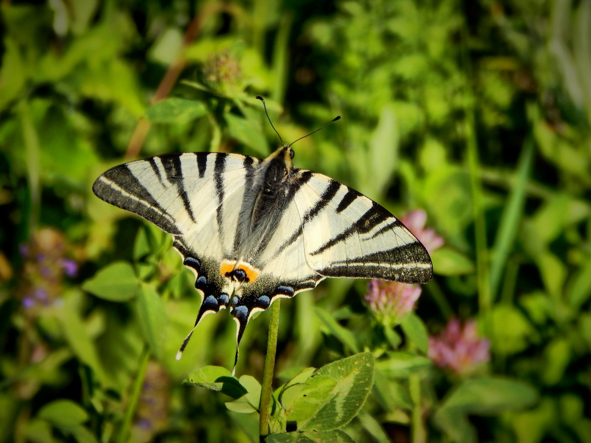 anta | Photography: Leptiri Srbije