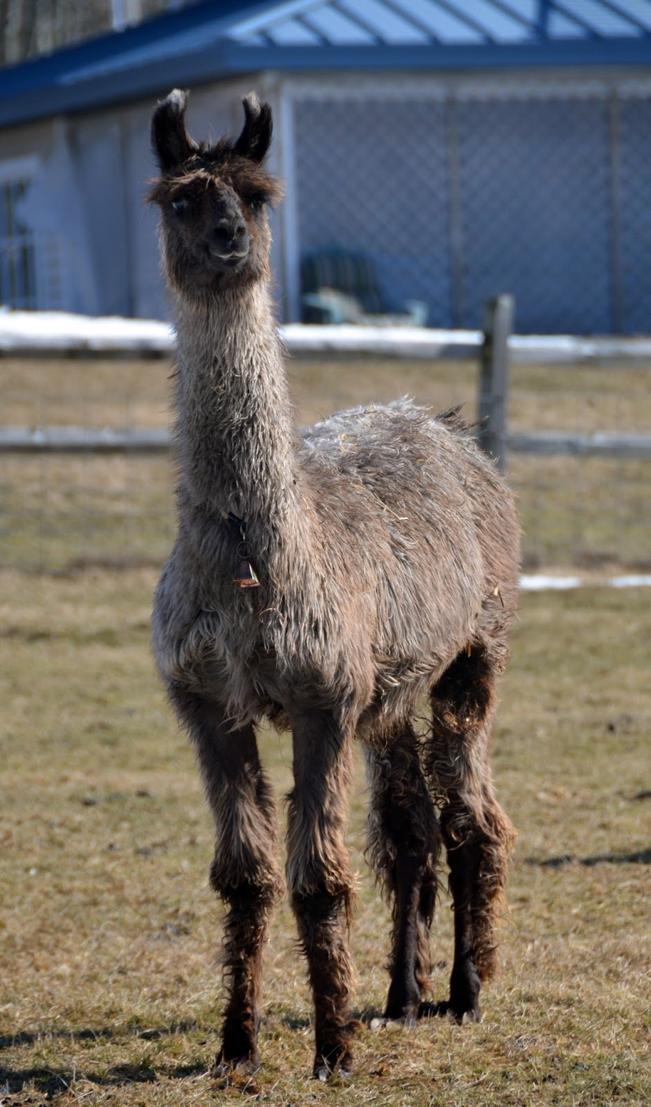 Butterscotch Farm: Breed Profile #1: Llamas