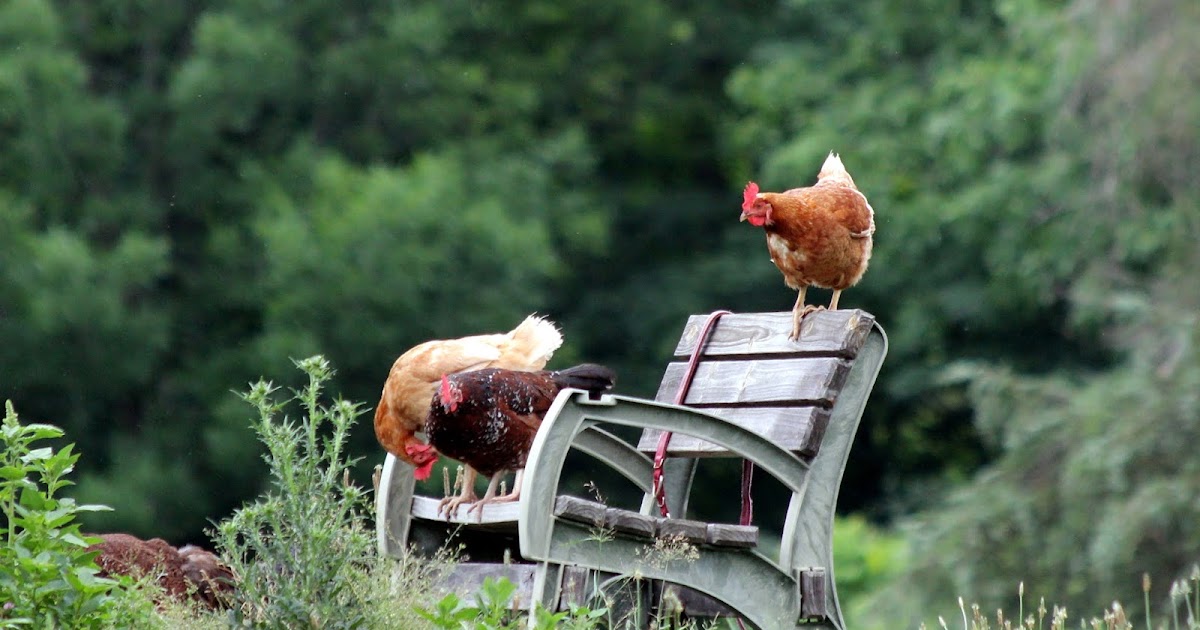 Sunday, June 27th Chickens on a Chair