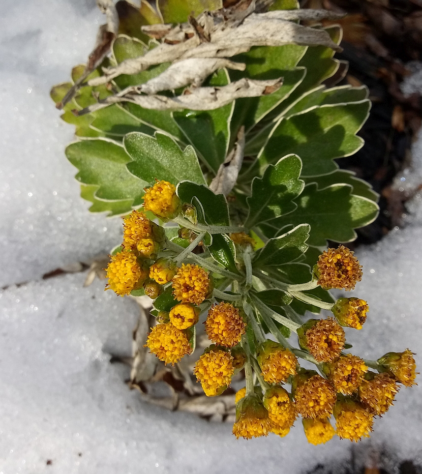 Future Plants by Randy Stewart: Ajania