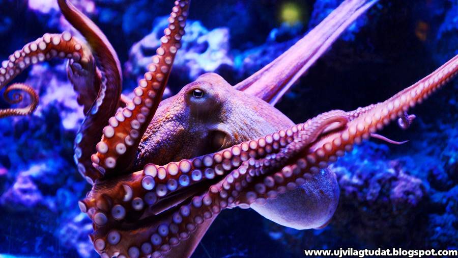 A polipok nemcsak fizikai, hanem érzelmi fájdalmat is képesek érezni ...