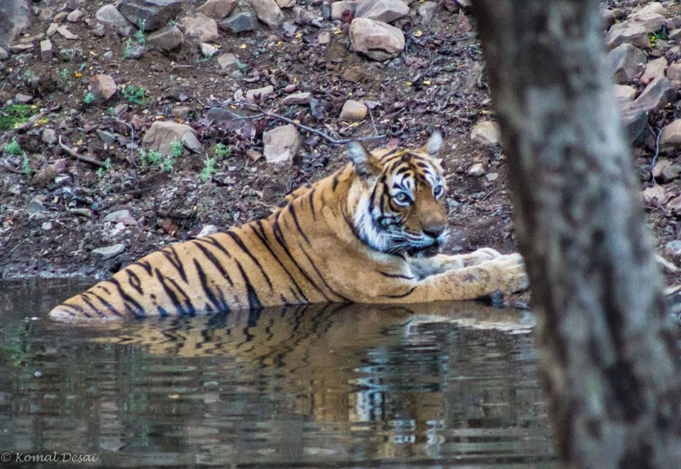 Tiger Tales from Ranthambore || T-16 or "Lady of the Lake" AKA "Machali"
